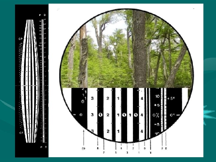 MENSURA FORESTAL DASOMETRA Introduccin Definicin Graves 1906 La