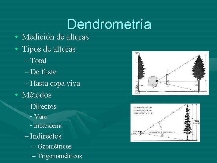 MENSURA FORESTAL DASOMETRA Introduccin Definicin Graves 1906 La