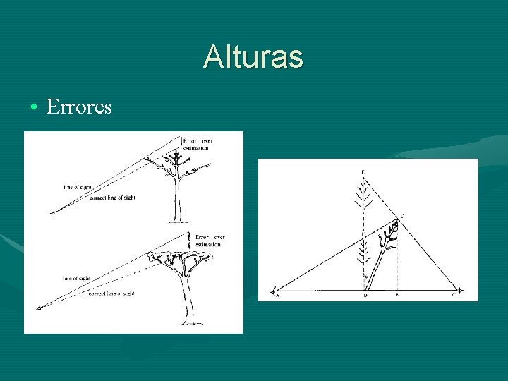 MENSURA FORESTAL DASOMETRA Introduccin Definicin Graves 1906 La