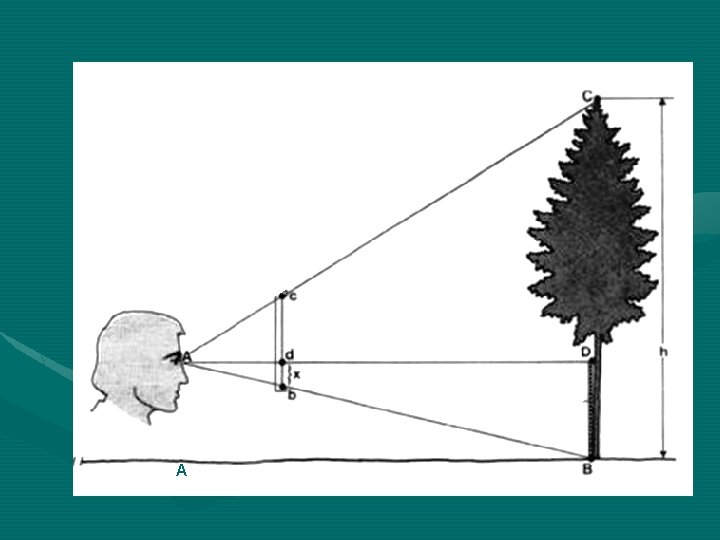 MENSURA FORESTAL DASOMETRA Introduccin Definicin Graves 1906 La