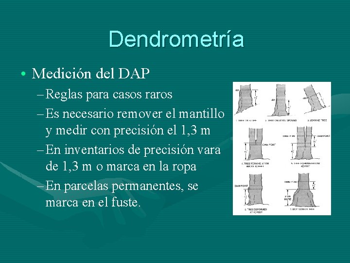 MENSURA FORESTAL DASOMETRA Introduccin Definicin Graves 1906 La