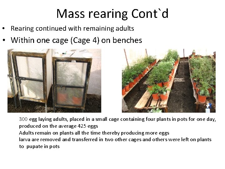 Mass Rearing of the biological control Agent Zygogramma