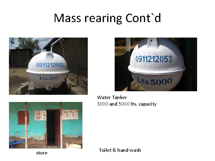 Mass Rearing of the biological control Agent Zygogramma