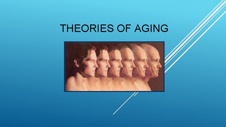 THEORIES OF AGING CHAPTER OUTLINE The origins of