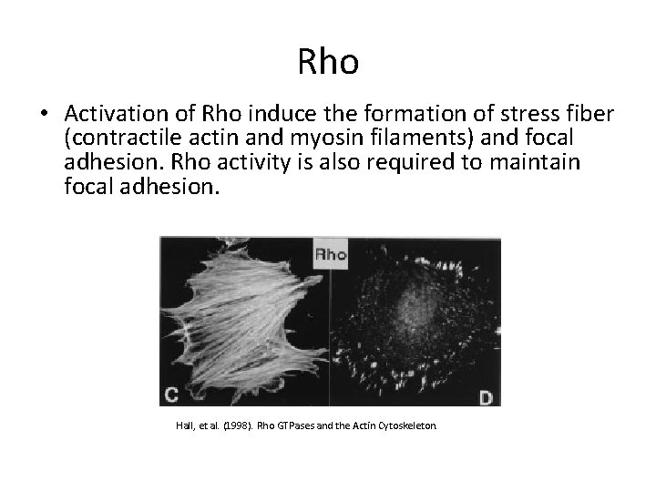 Journal Review Rho family GTPases Thuy Nguyen 362012