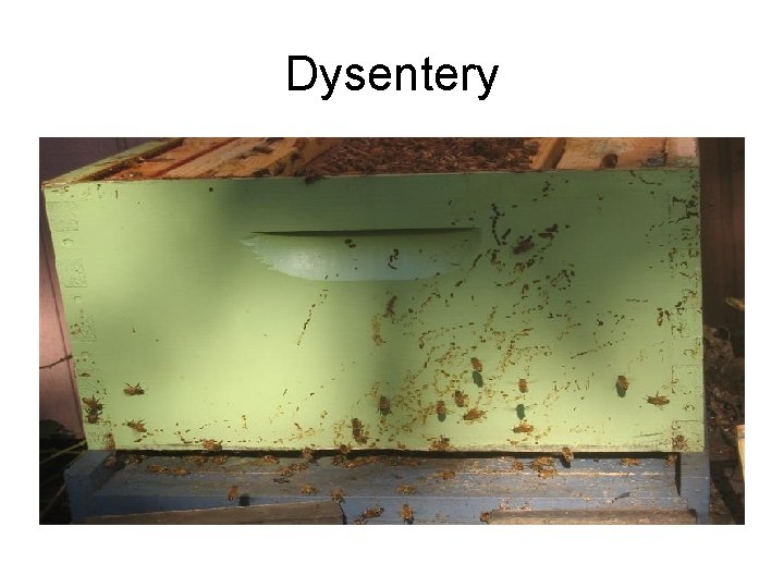 Focus Bee Pests Diseases 32808 Strong Hives Make