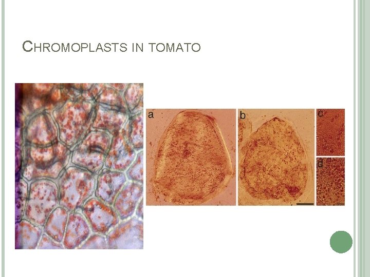 LAB 5 THE CELL Biology department KINGDOM PLANTAE