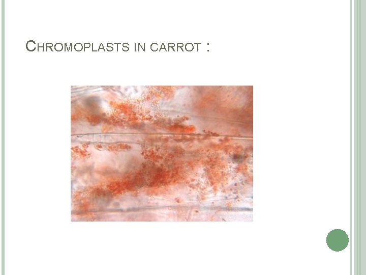 LAB 5 THE CELL Biology department KINGDOM PLANTAE