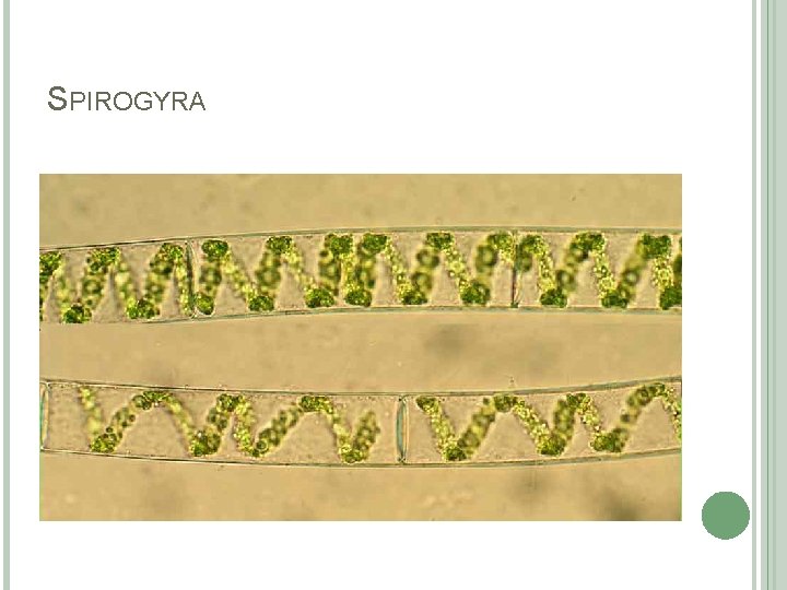 LAB 5 THE CELL Biology department KINGDOM PLANTAE
