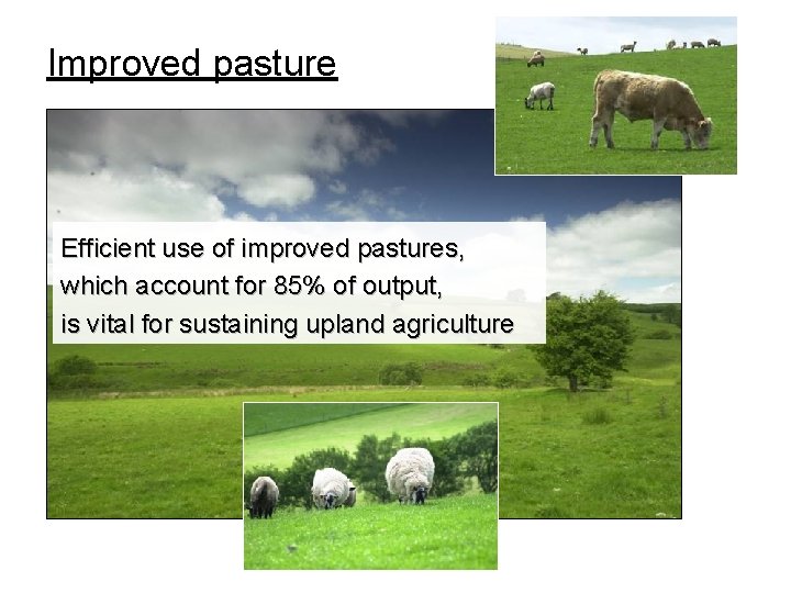 Research at IGER Bronydd Mawr Less Favoured Areas