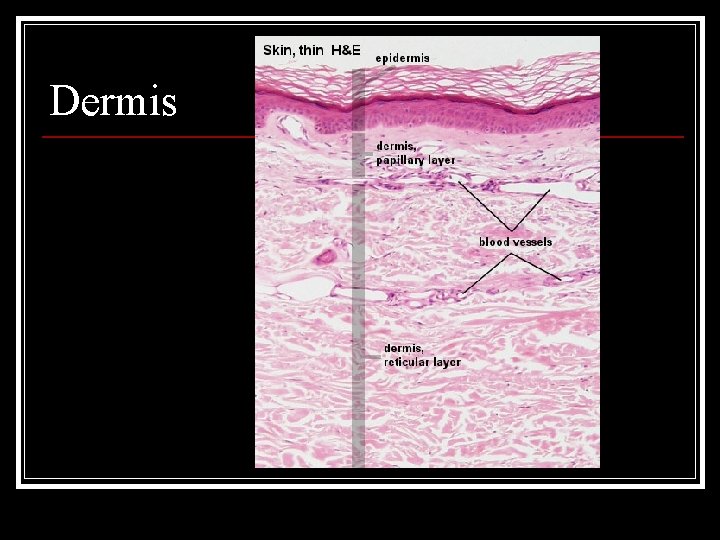 Integumentary System Integumentary System n Skin n Epidermis