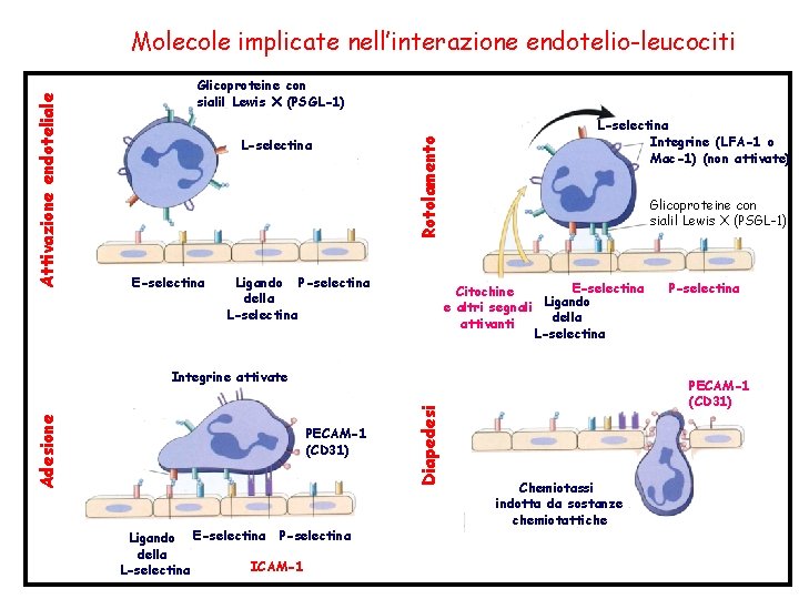 Fagocitosi Nei leucociti circolanti avvengono 5 eventi principali