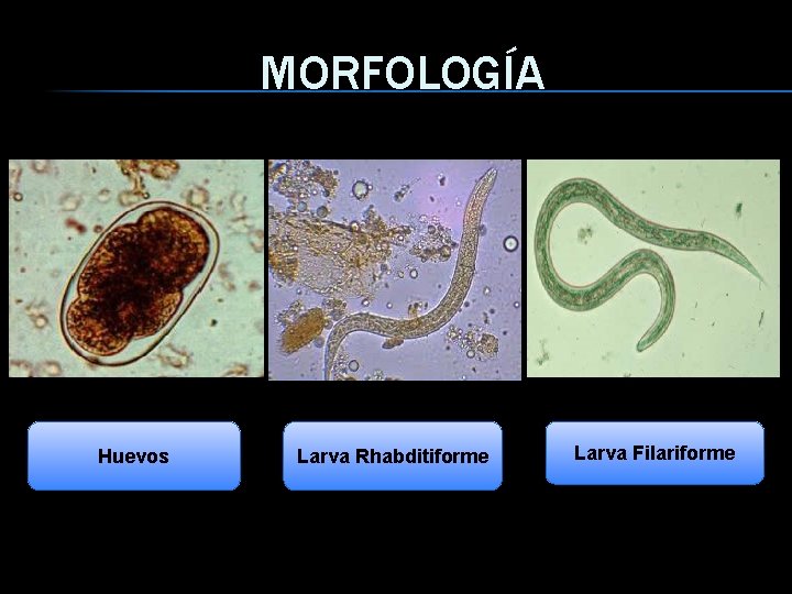 Universidad de Oriente Ncleo de Anzotegui Escuela de