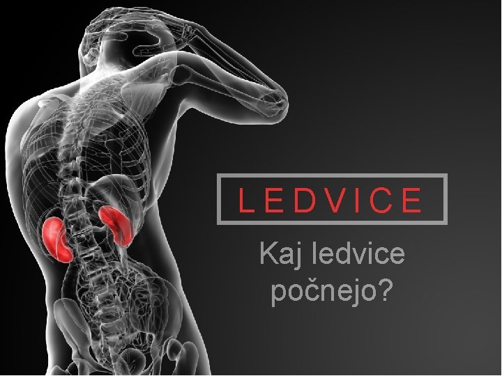Svetovni dan ledvic je zdruena iniciativa LEDVICE Kaj