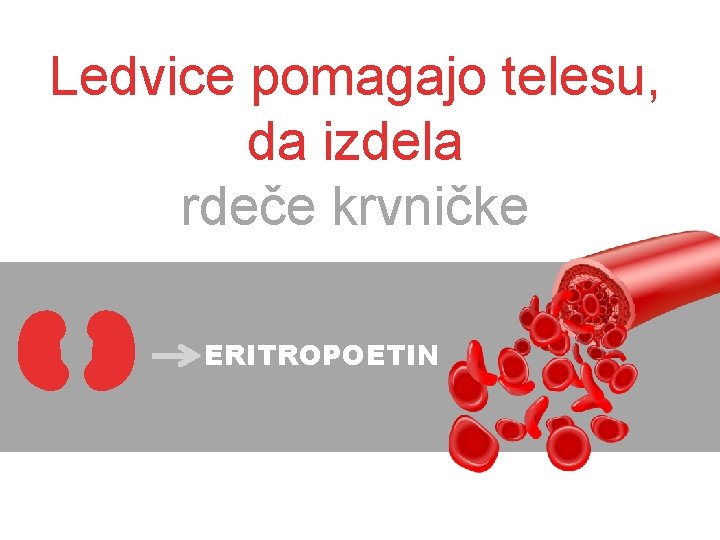 Svetovni dan ledvic je zdruena iniciativa LEDVICE Kaj