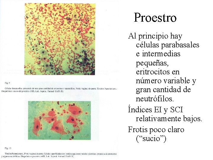 Citologa del ciclo estral Prctica de laboratorio de