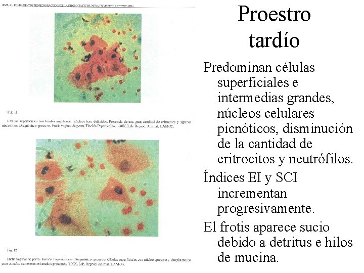 Citologa del ciclo estral Prctica de laboratorio de