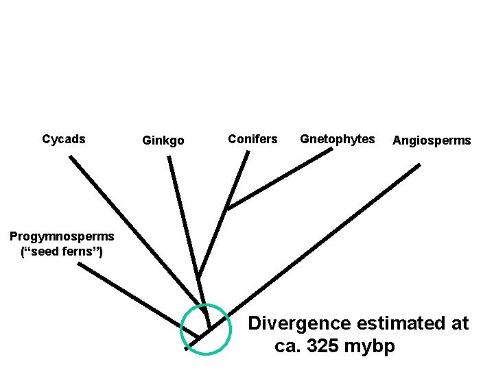 Origins of Angiosperms Spring 2013 Outline Origin of