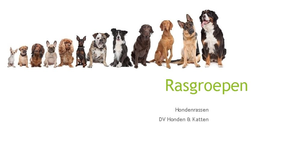 Rasgroepen Hondenrassen DV Honden Katten Rasgroep 1 Herdershonden