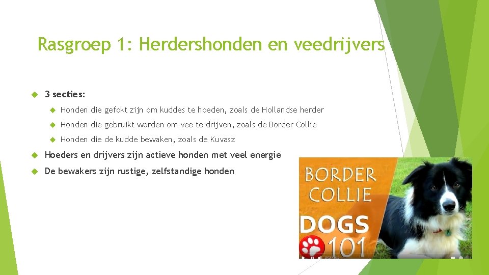 Rasgroepen Hondenrassen DV Honden Katten Rasgroep 1 Herdershonden