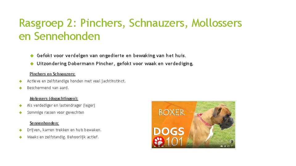 Rasgroepen Hondenrassen DV Honden Katten Rasgroep 1 Herdershonden