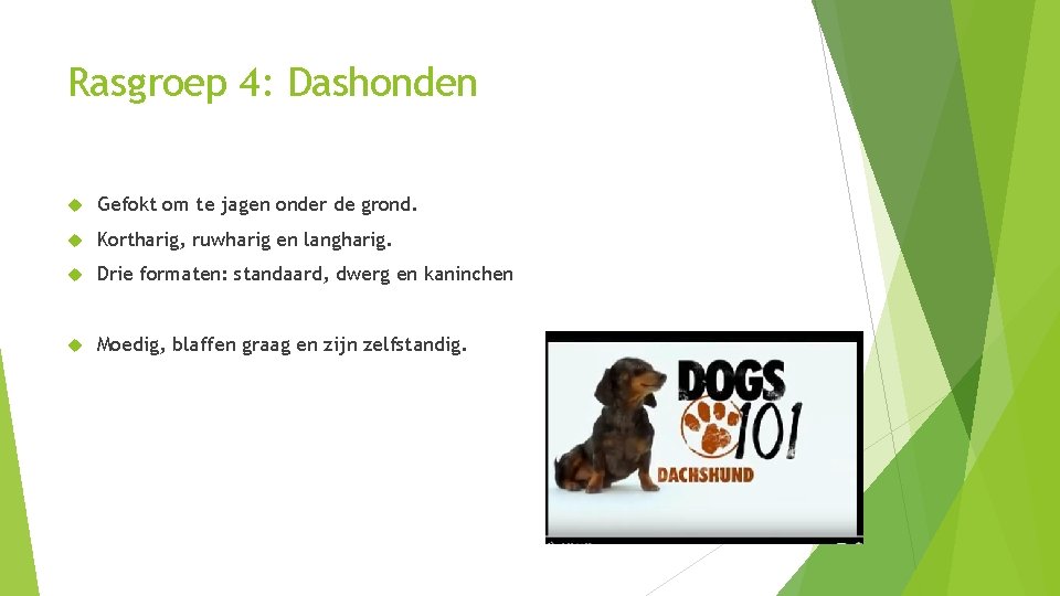 Rasgroepen Hondenrassen DV Honden Katten Rasgroep 1 Herdershonden