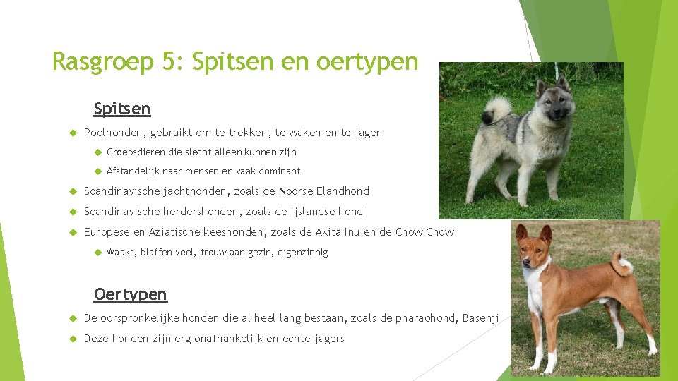 Rasgroepen Hondenrassen DV Honden Katten Rasgroep 1 Herdershonden