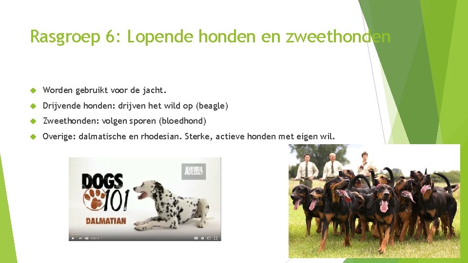 Rasgroepen Hondenrassen DV Honden Katten Rasgroep 1 Herdershonden