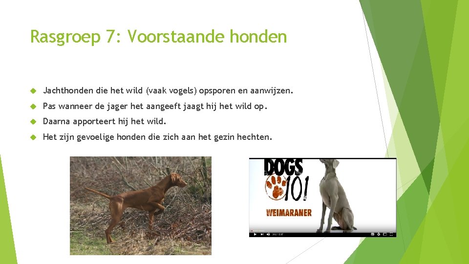 Rasgroepen Hondenrassen DV Honden Katten Rasgroep 1 Herdershonden