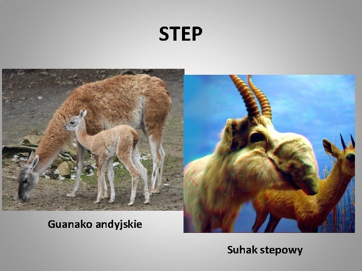 RNORODNO BIOLOGICZNA NA LDZIE ORAZ CZYNNIKI GEOGRAFICZNE J