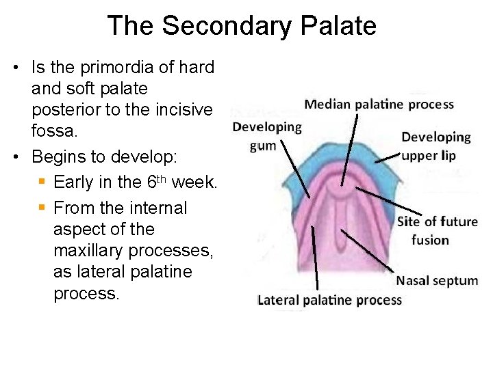 12 5 2015 Development of Face Nose Palate
