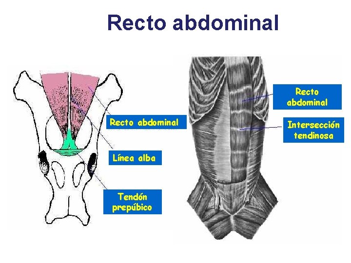 Introduccin a la anatoma de la cavidad abdominal