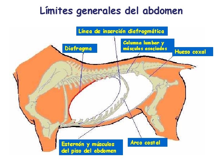 Introduccin a la anatoma de la cavidad abdominal