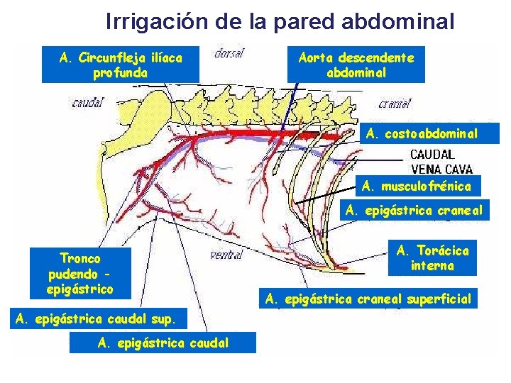 Introduccin a la anatoma de la cavidad abdominal