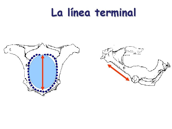 Introduccin a la anatoma de la cavidad abdominal