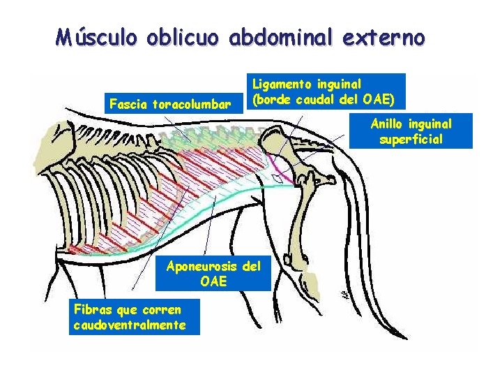 Introduccin a la anatoma de la cavidad abdominal