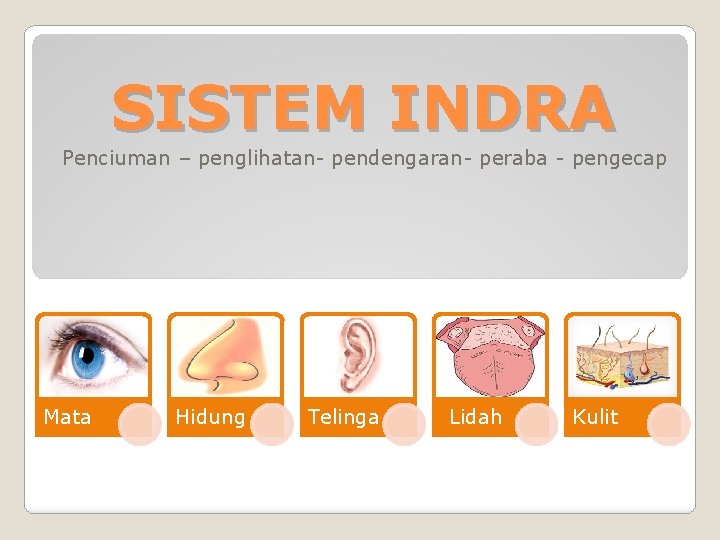 SISTEM INDRA Penciuman penglihatan pendengaran peraba pengecap Mata