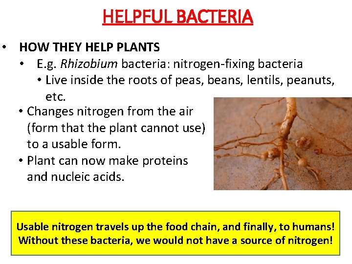 Living with Microbes HELPFUL BACTERIA HOW THEY HELP