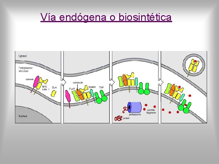 BACTERIAS REPLICACION EXTRACELULAR REPLICACION INTRACELULAR Neumococo ...