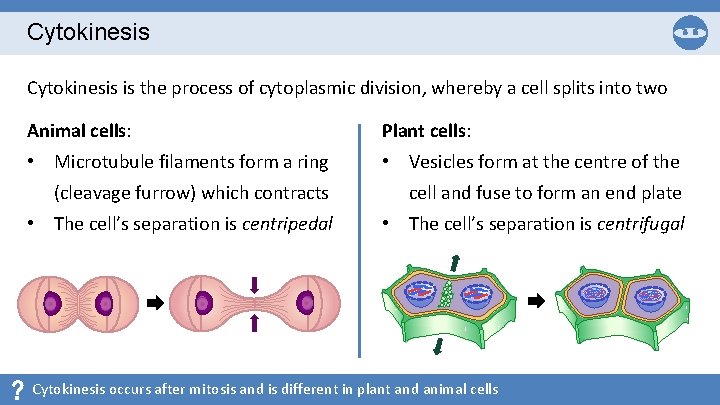 Topic 1 6 CELL DIVISION Topic Outline Cell
