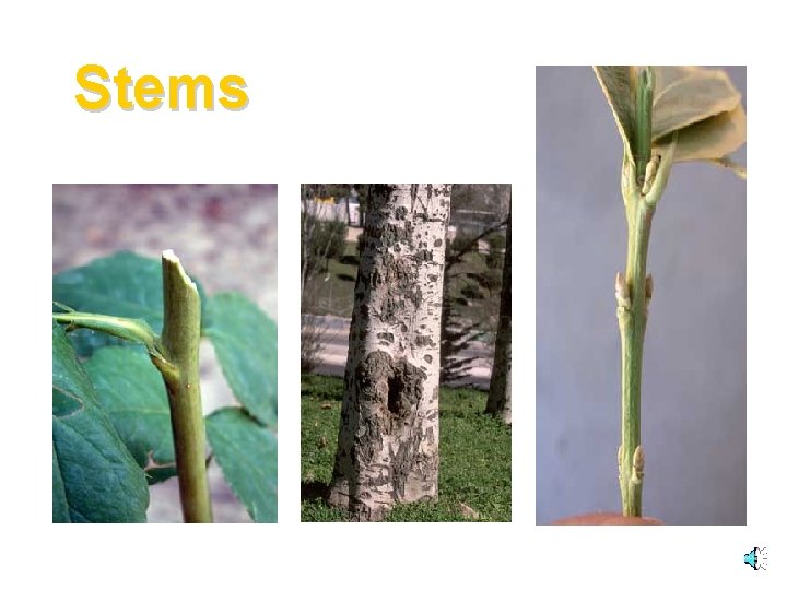 Plants are living things Plants have roots stems