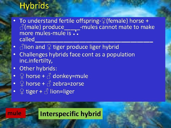 IB Biology Chapter 4 Ecology Species communities and