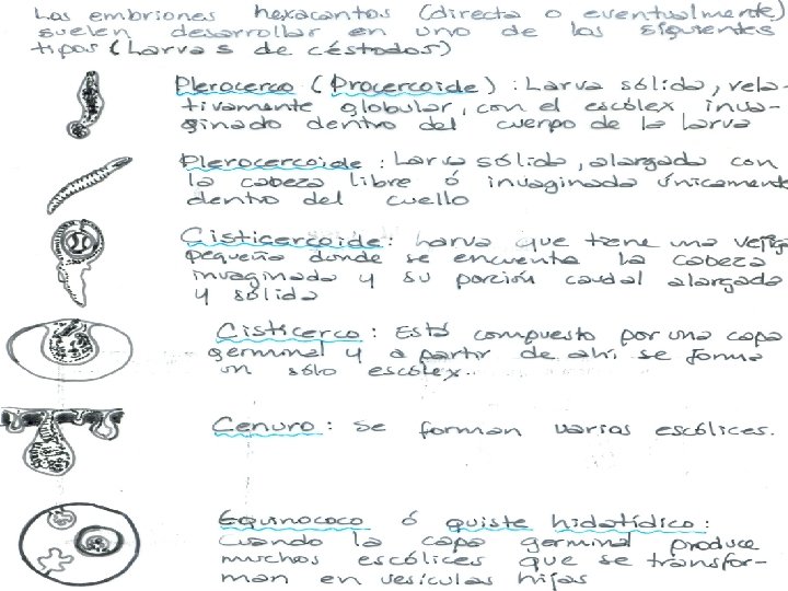 GENERALIDADE S DE HELMINTOS HELMINTOS El trmino helminto