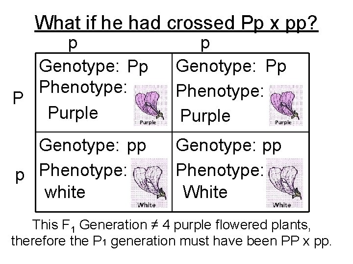 Mendelian Genetics Gregor Mendel Monk Lived in modernday