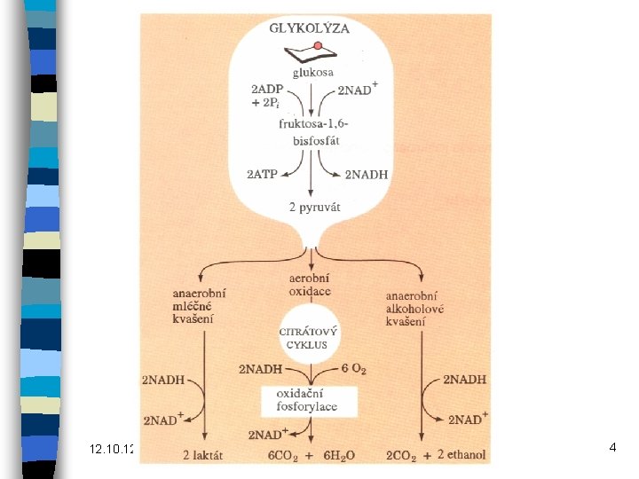 METABOLISM OF GLUCOSE AND ITS DISTURBANCES GLYOGENOSES Lecture
