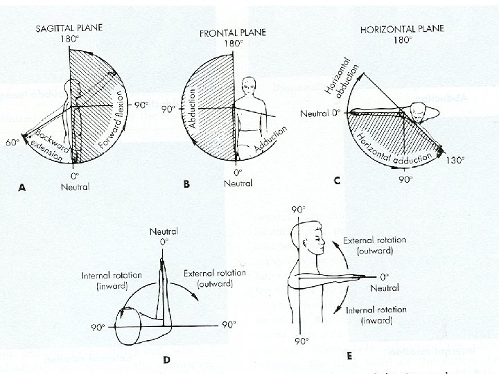 Martina Novotn 2008 POHYBY RAMENNHO KLOUBU FLEXE PEDPAEN