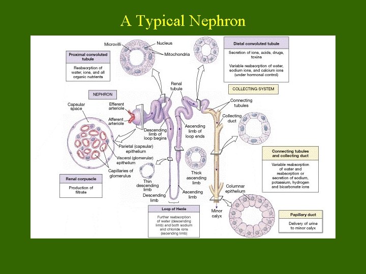 The Urinary System Chapter 15 Human Anatomy 3