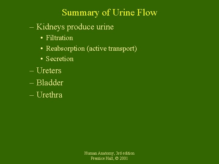 The Urinary System Chapter 15 Human Anatomy 3