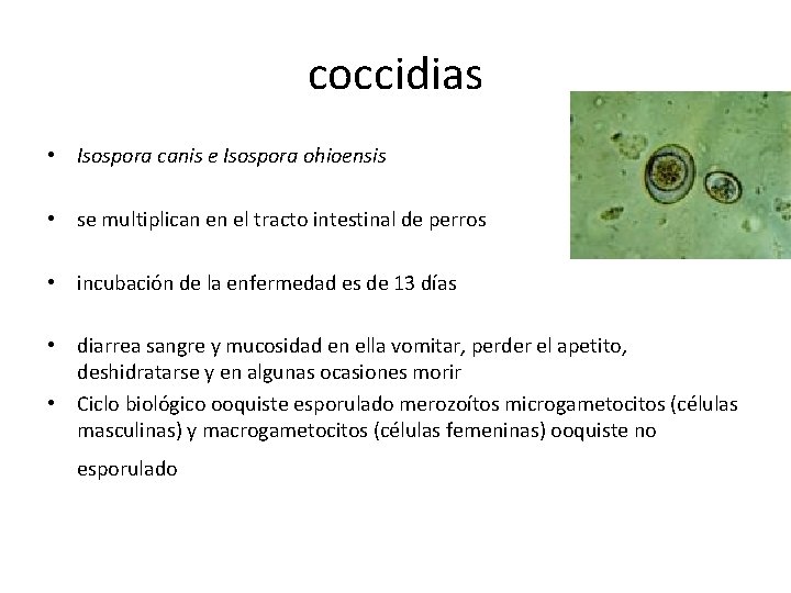 RAZAS DE PERROS Y ENFERMEDADES INTRODUCCION Hace 30