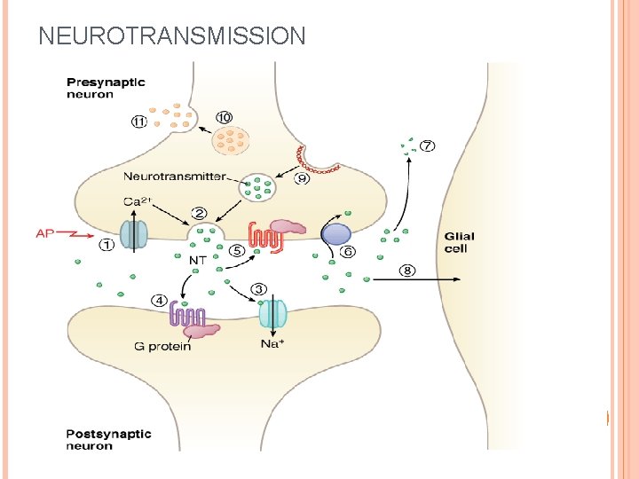 CNS INTRODUCTION Parkinsons disease Dopamine relatively Acetylcholine ...